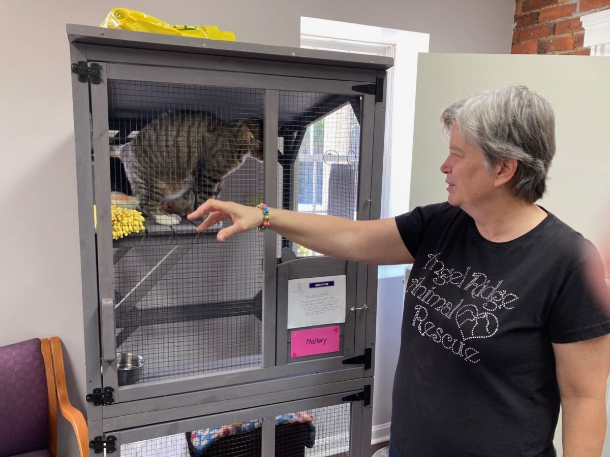 Angel Ridge opens new cat haven in South Park - Observer-Reporter